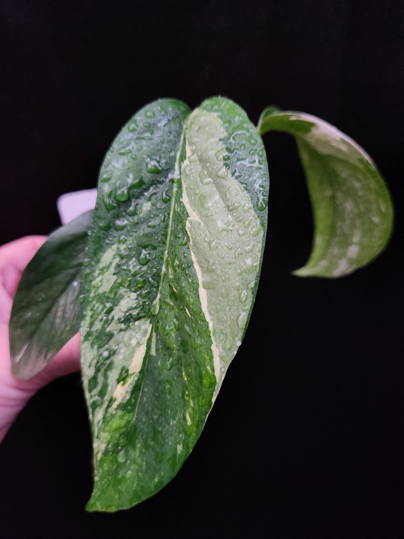 Epipremnum Pinnatum Albo – Blackwood Botanical