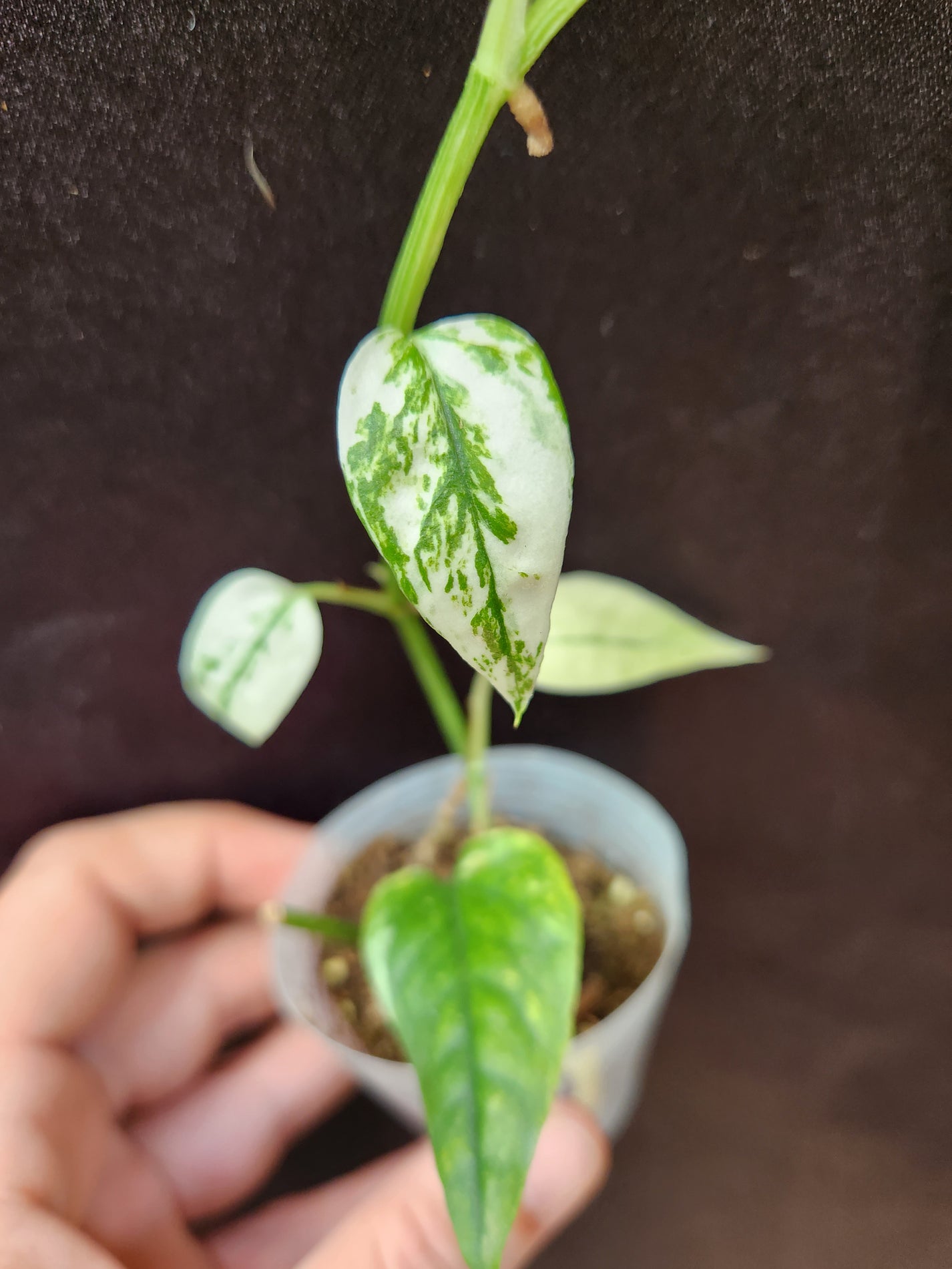 Cebu Blue Ghost – Blackwood Botanical