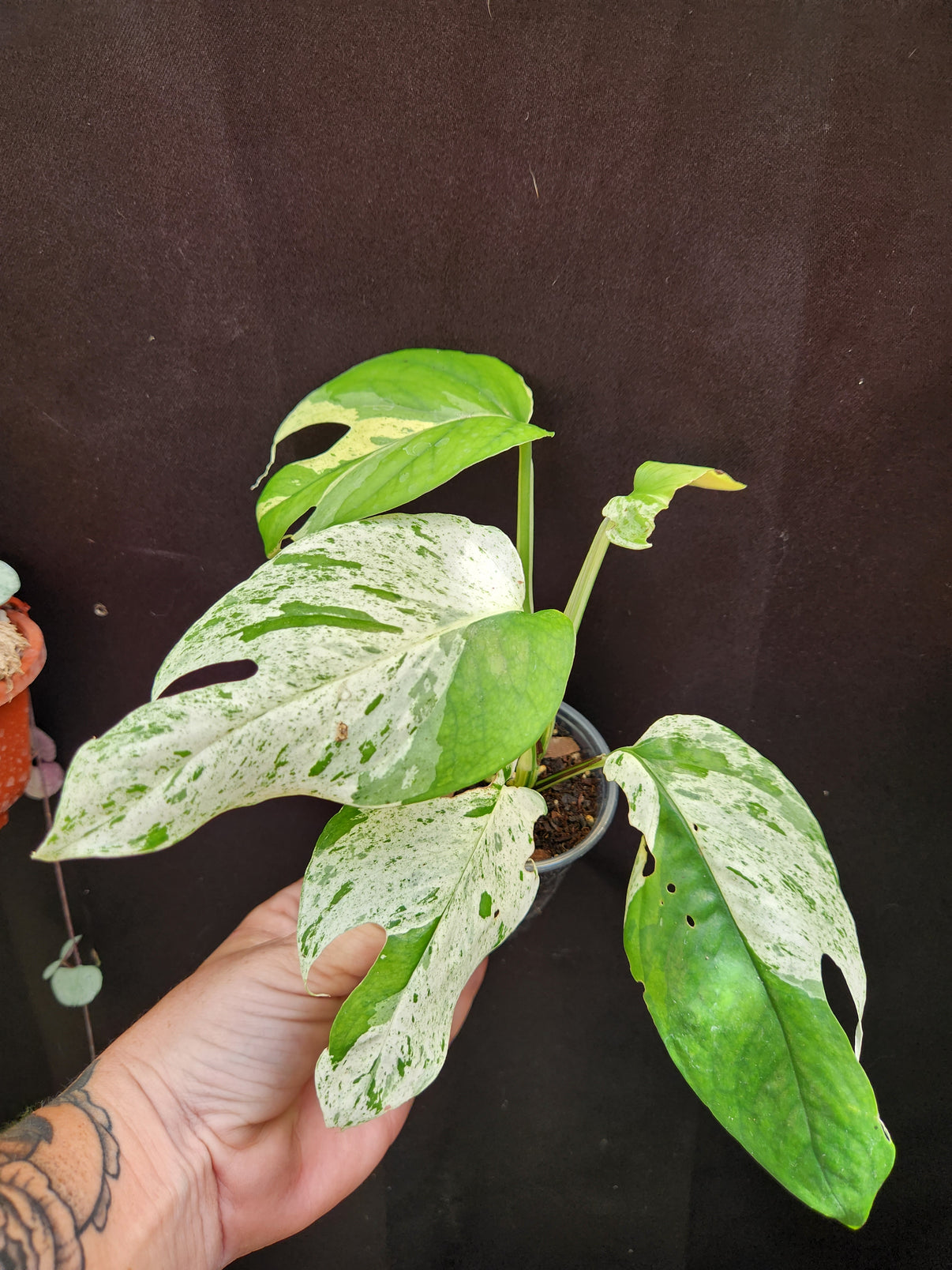 Epipremnum Pinnatum Marble – Blackwood Botanical