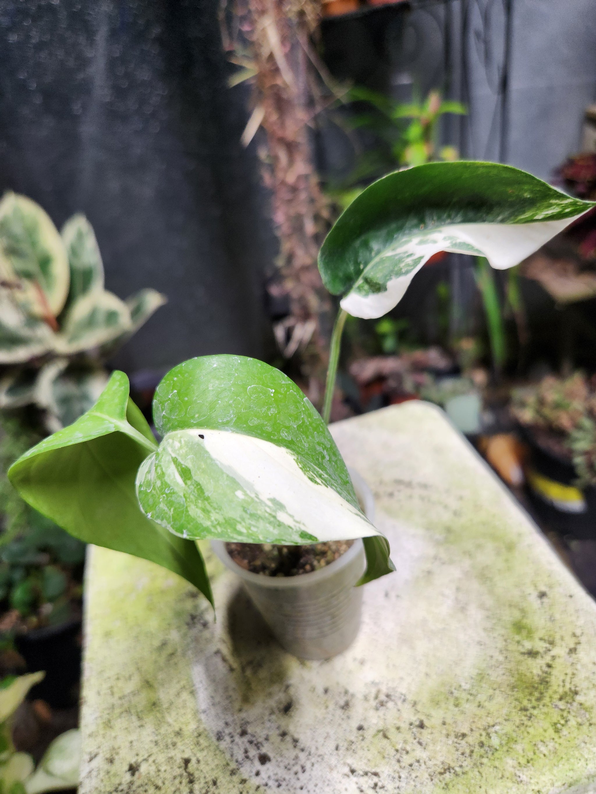 Epipremnum Pinnatum Albo – Blackwood Botanical