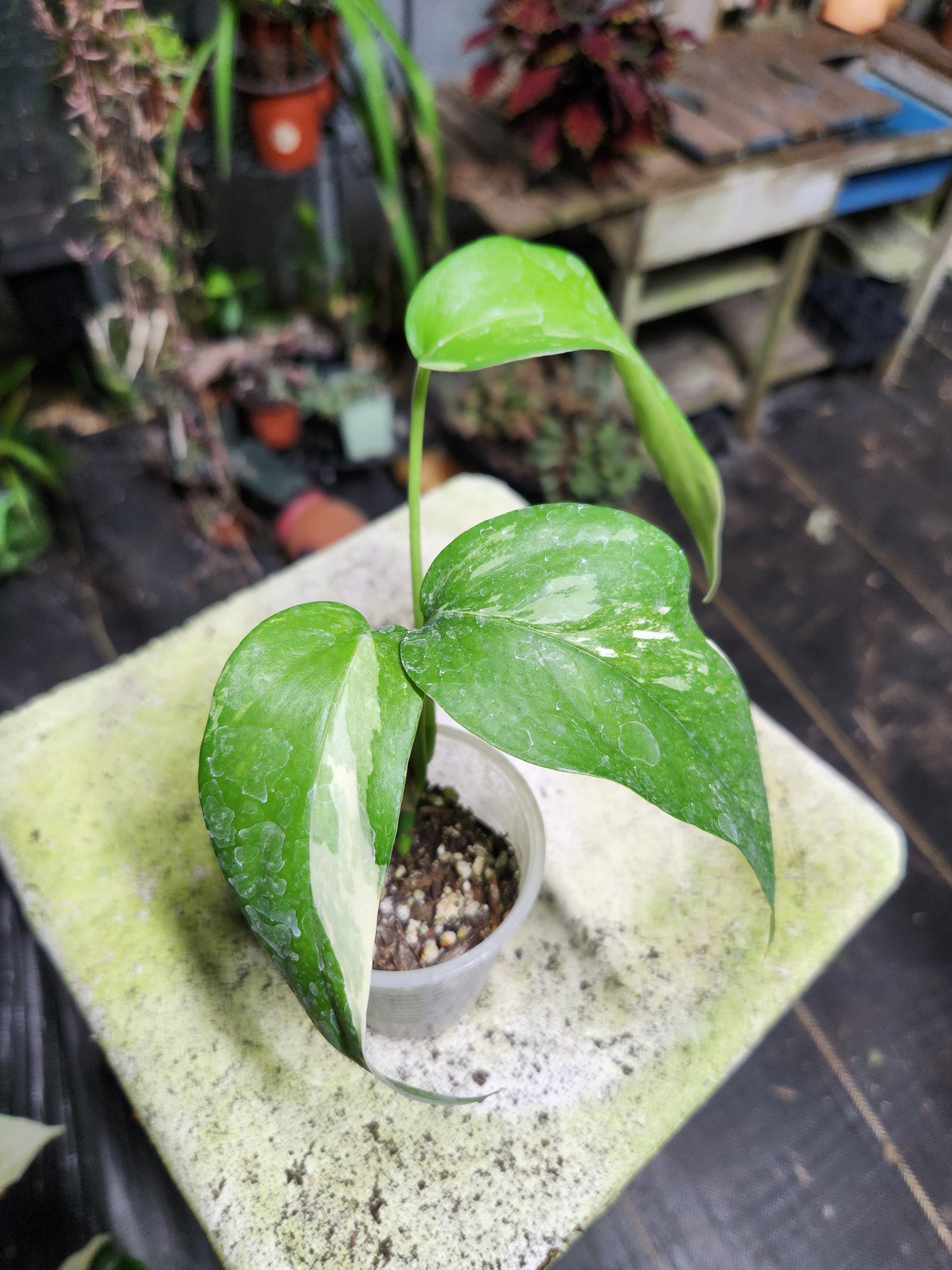 Epipremnum Pinnatum Albo – Blackwood Botanical