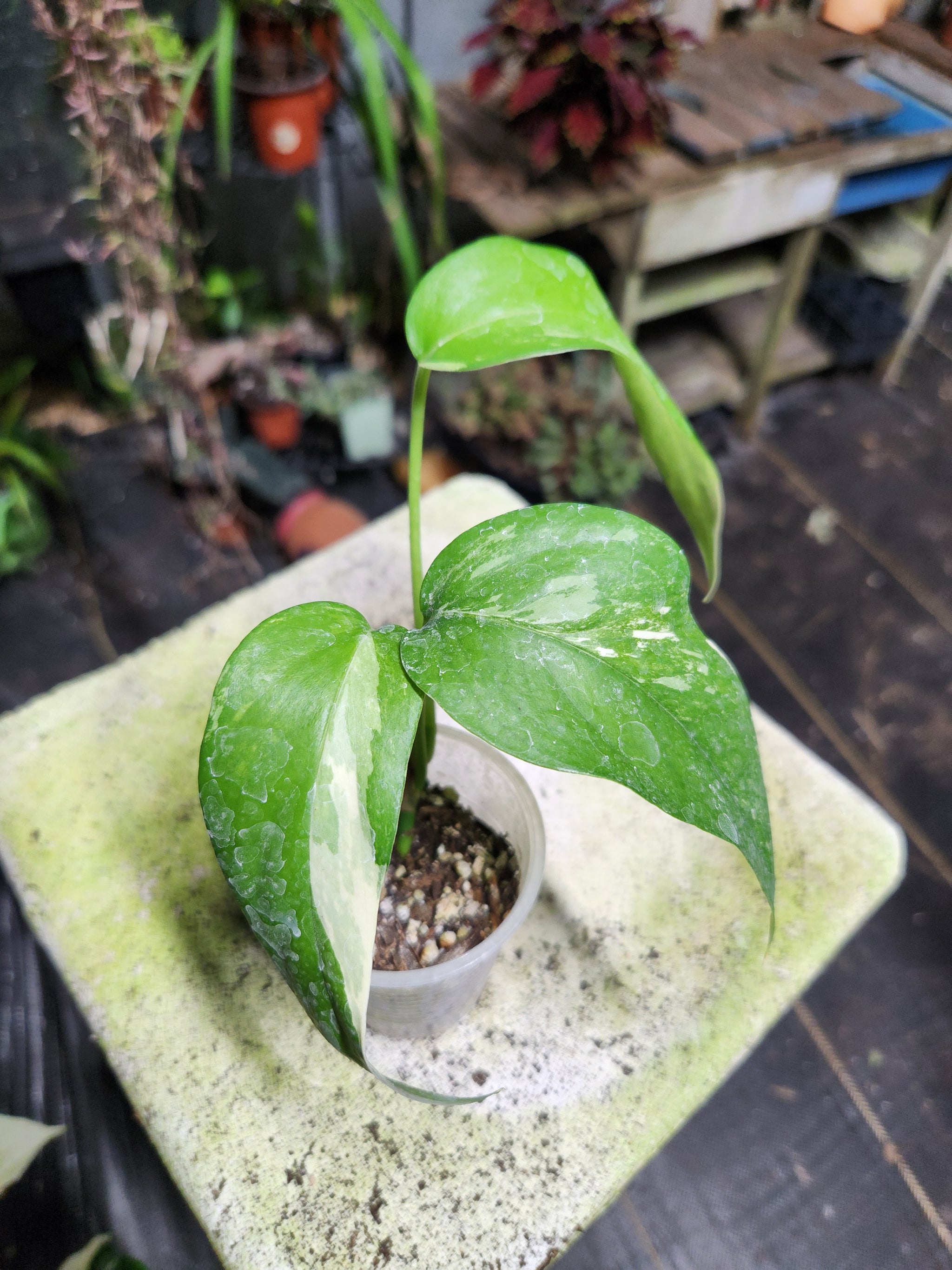 Epipremnum Pinnatum Albo – Blackwood Botanical