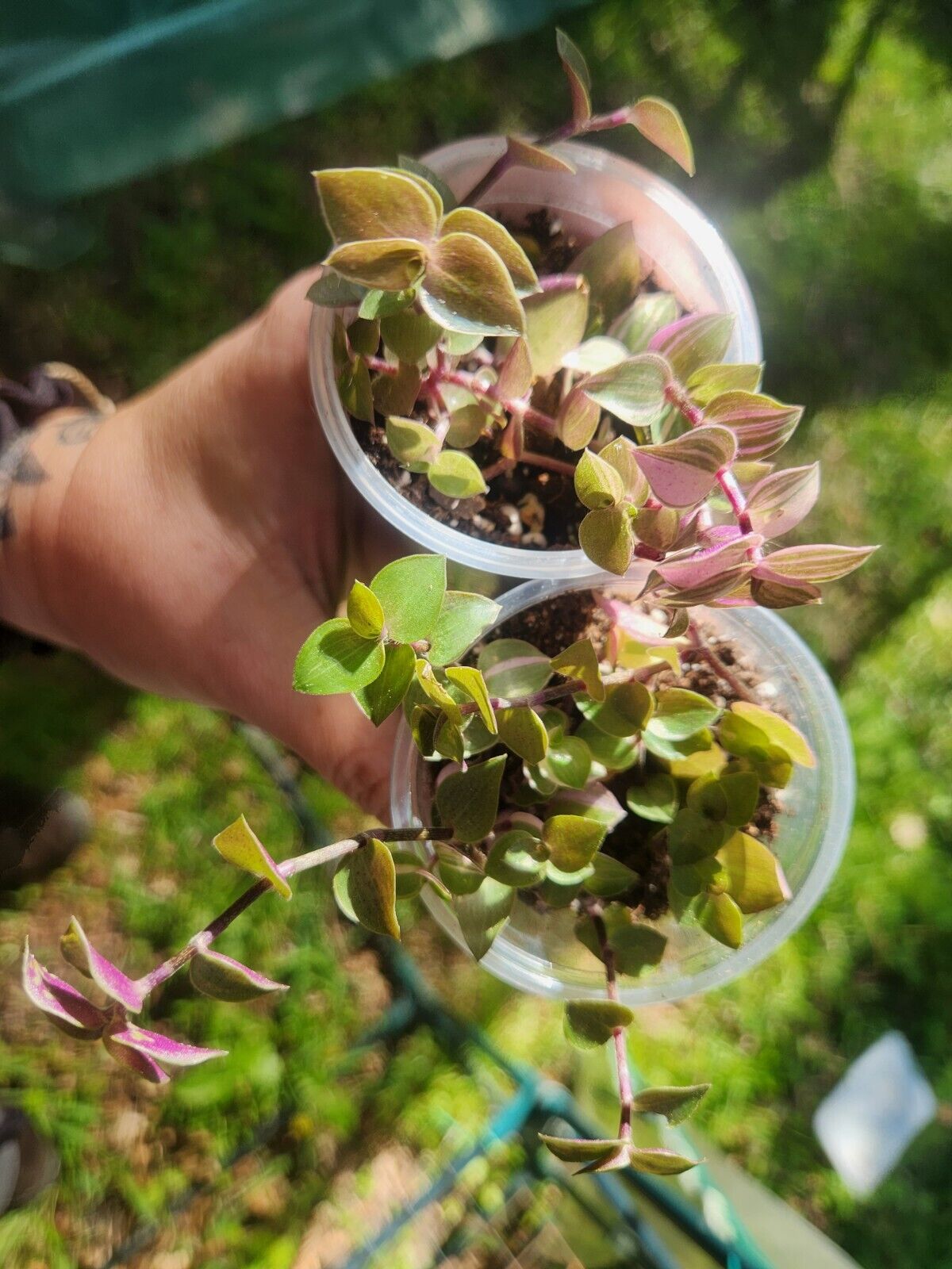 Callisa Repens ‘Bianca’ – Blackwood Botanical